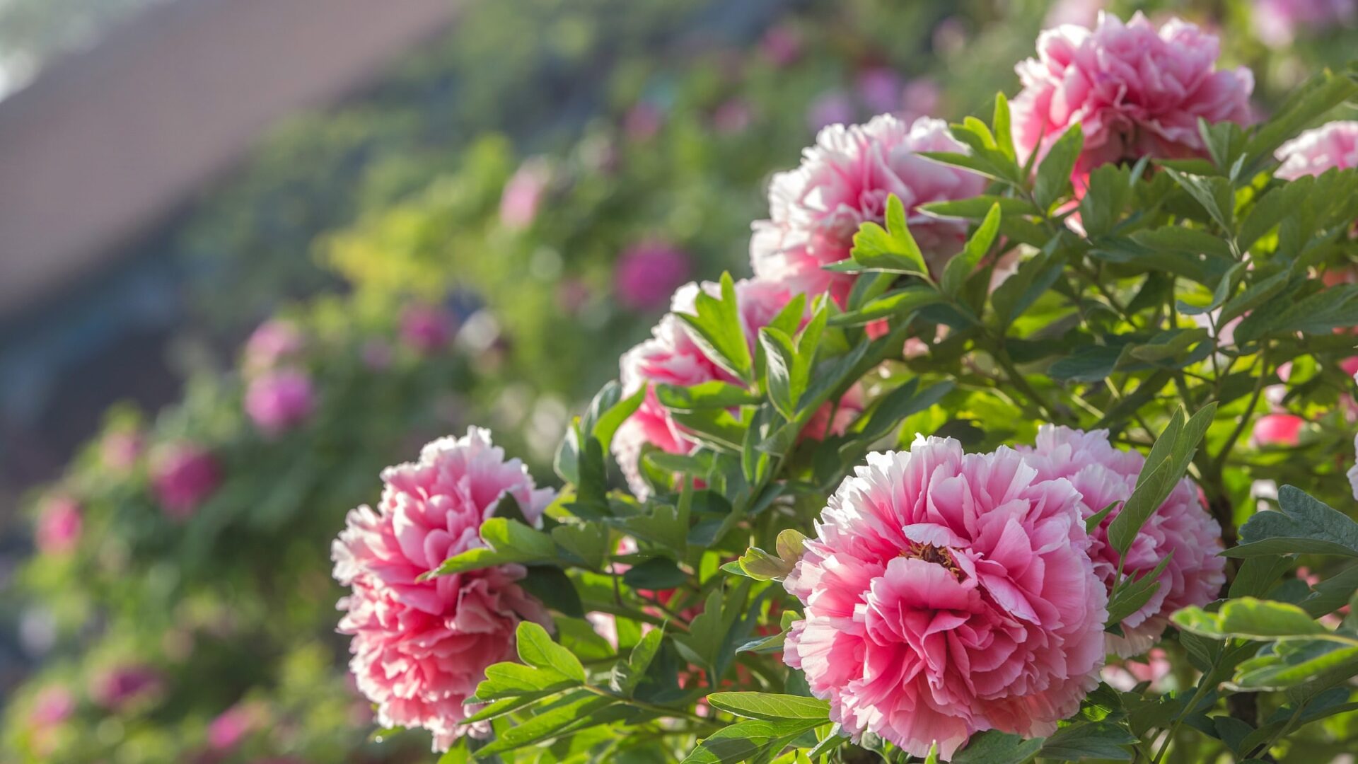 9 Must-See Spring Flowers in China – A Thousand Miles Journey