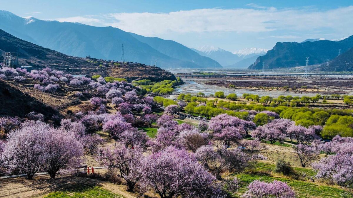 9 Must-See Spring Flowers in China – A Thousand Miles Journey