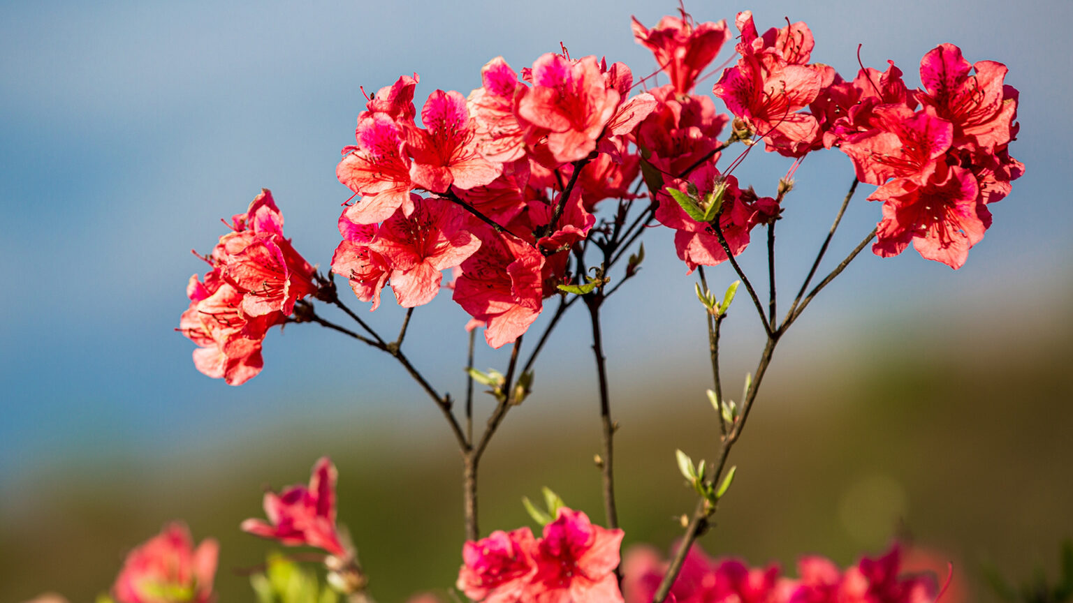 9 Must-See Spring Flowers in China – A Thousand Miles Journey