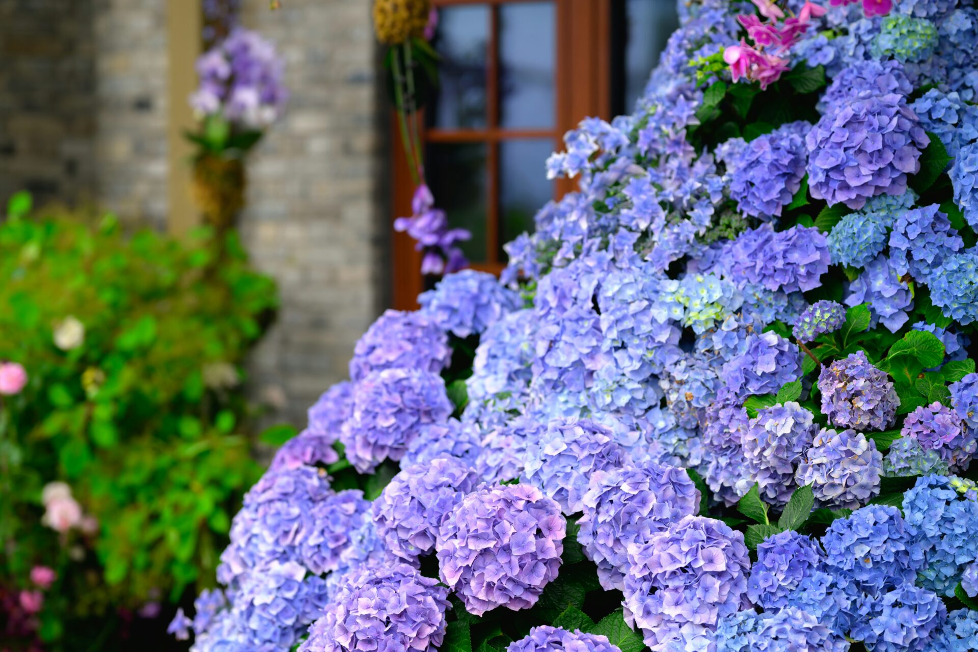 9 Must-See Spring Flowers in China – A Thousand Miles Journey